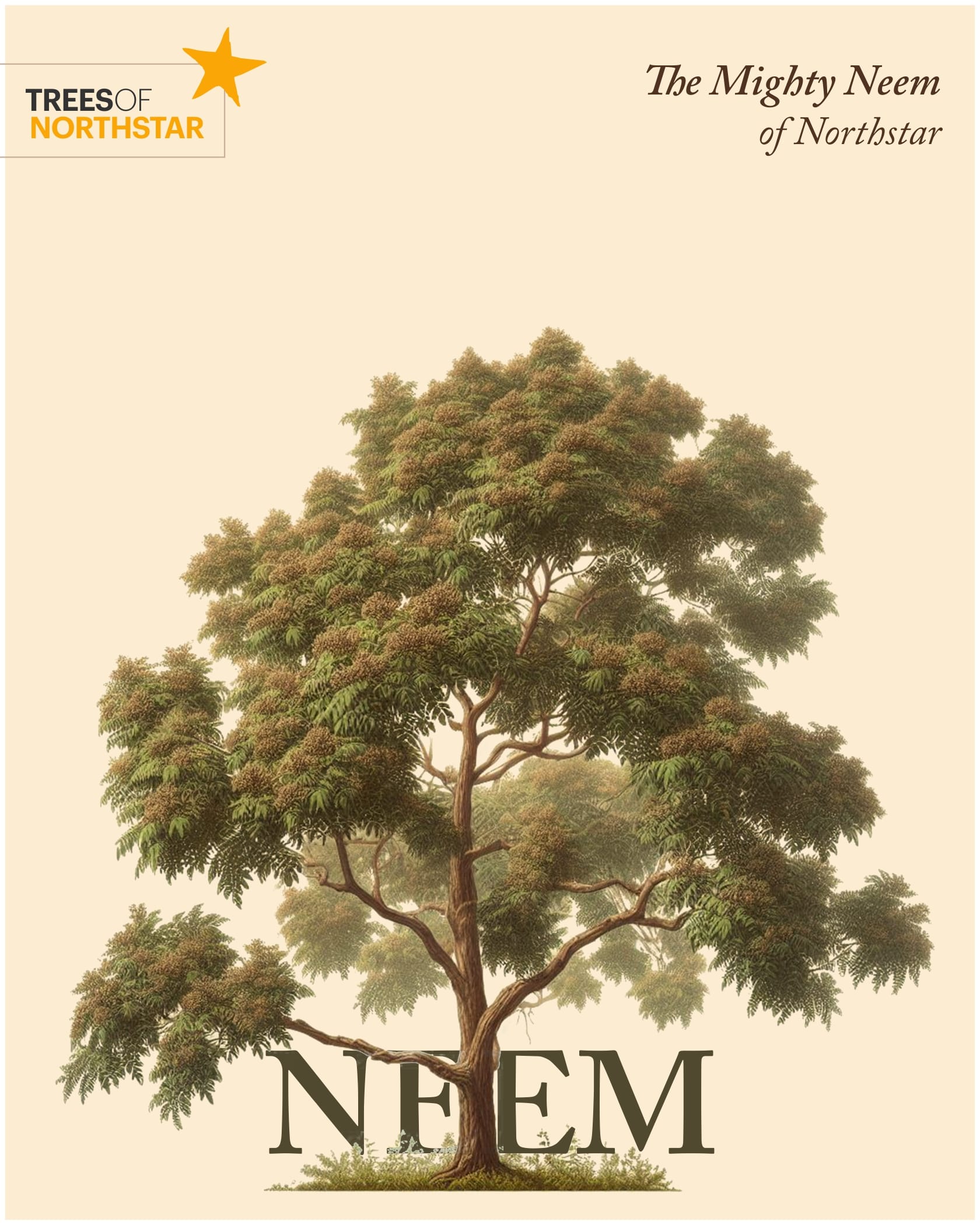 Neem